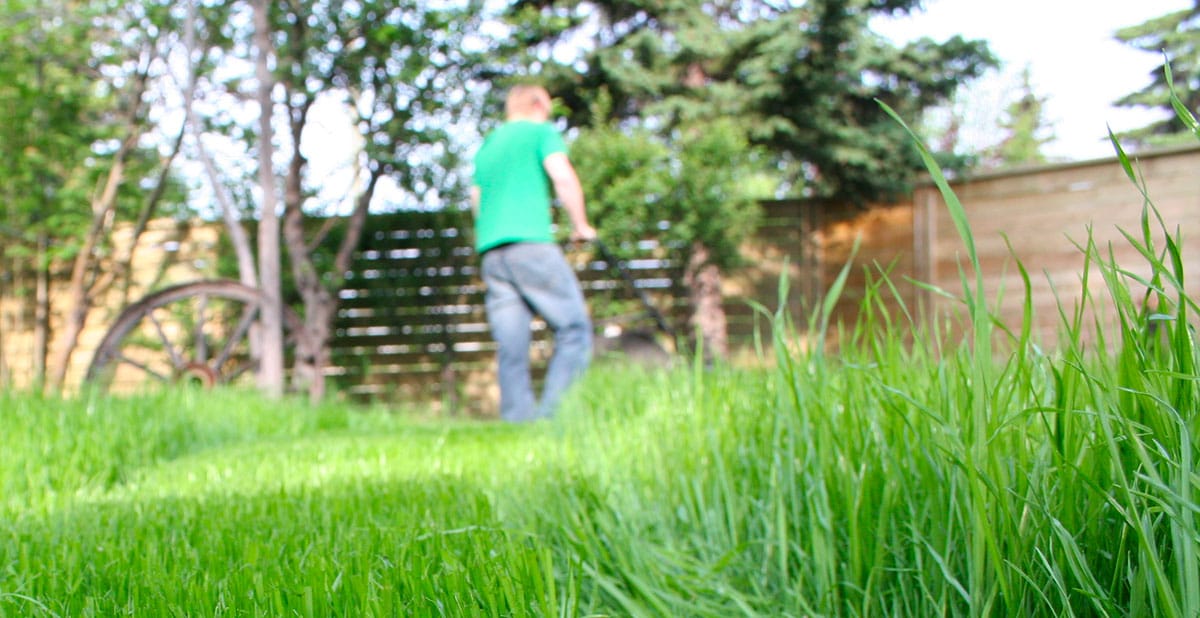 Bonnes pratiques d’entretien d’une pelouse durable - Pelouse Durable