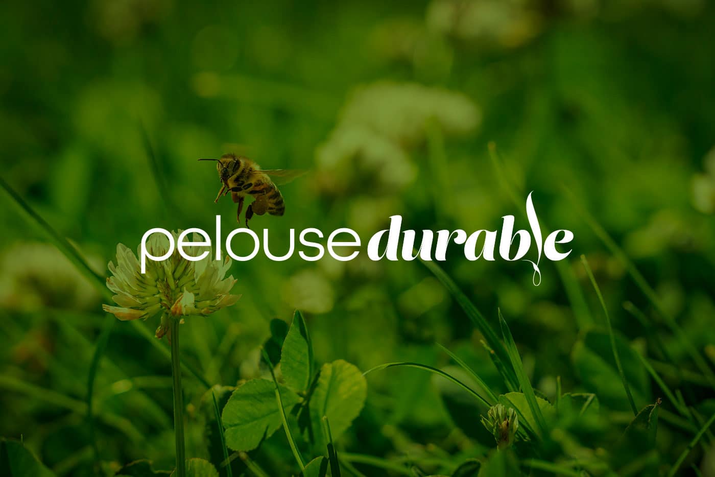 Pelouse durable : définition et contribution environnementale